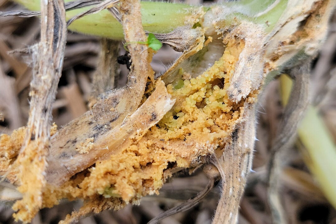 Dealing With Squash Vine Borer - It's Not Squash Bugs Killing Your Plants