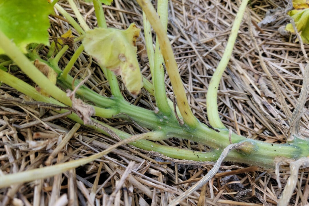 Dealing With Squash Vine Borer - It's Not Squash Bugs Killing Your Plants