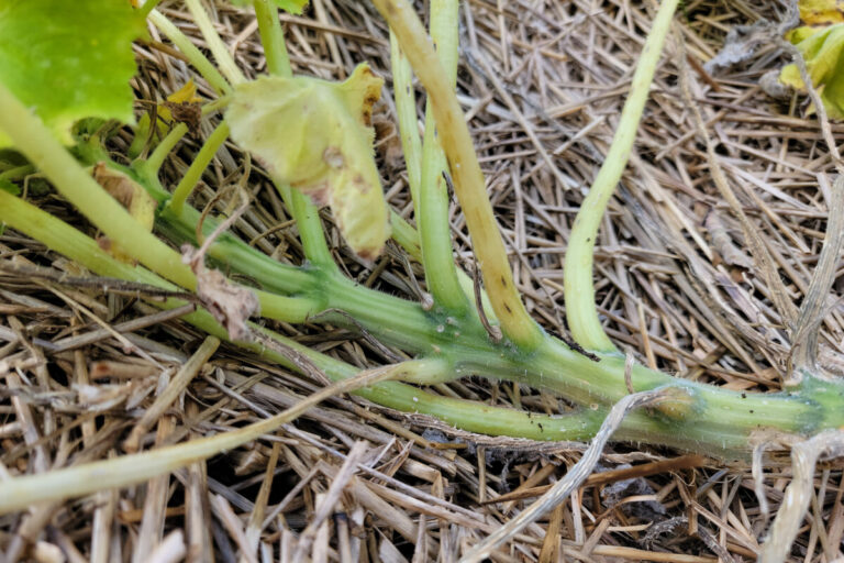Dealing With Squash Vine Borer - It's Not Squash Bugs Killing Your Plants
