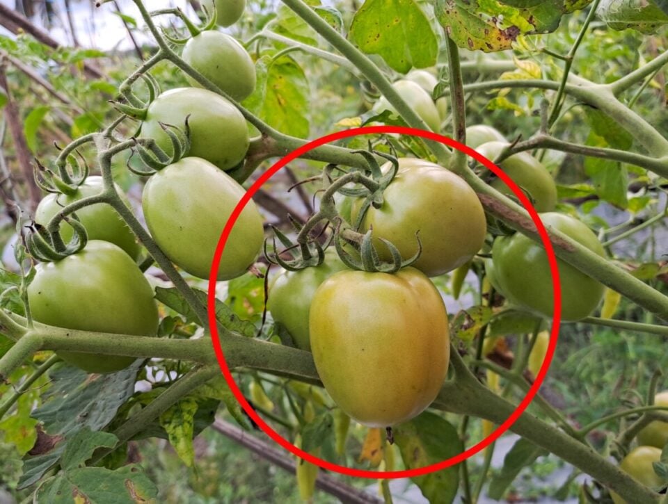My Tomatoes Are Splitting – Why it Happens & How to Prevent It