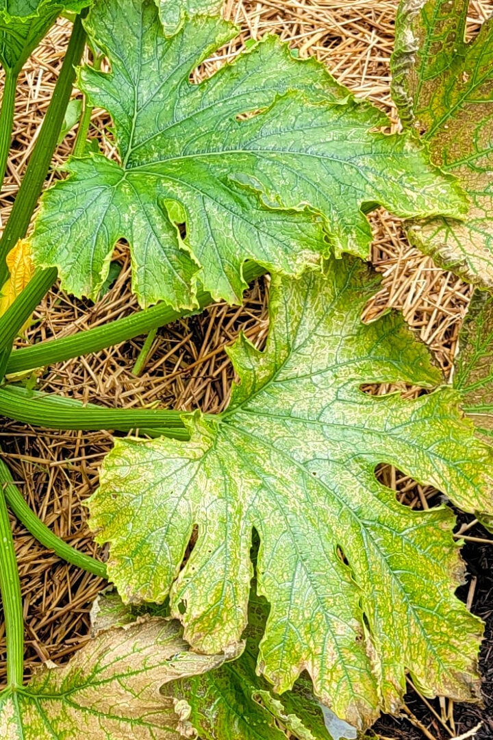 5 Things Your Zucchini Leaves Are Trying To Tell You