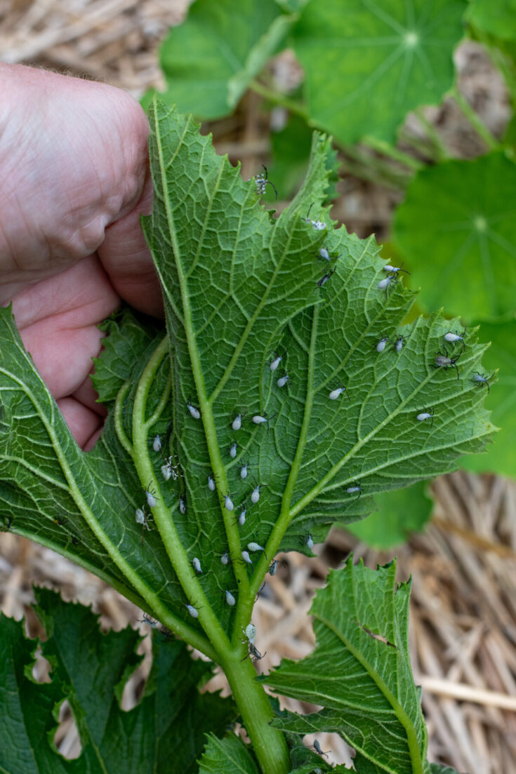 3 Things You Probably Didn’t Know Were Harming Your Zucchini