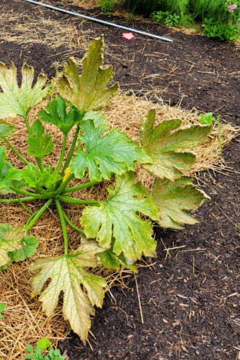 3 Signs of Nitrogen Deficiency in Plants & How to Fix it Quickly