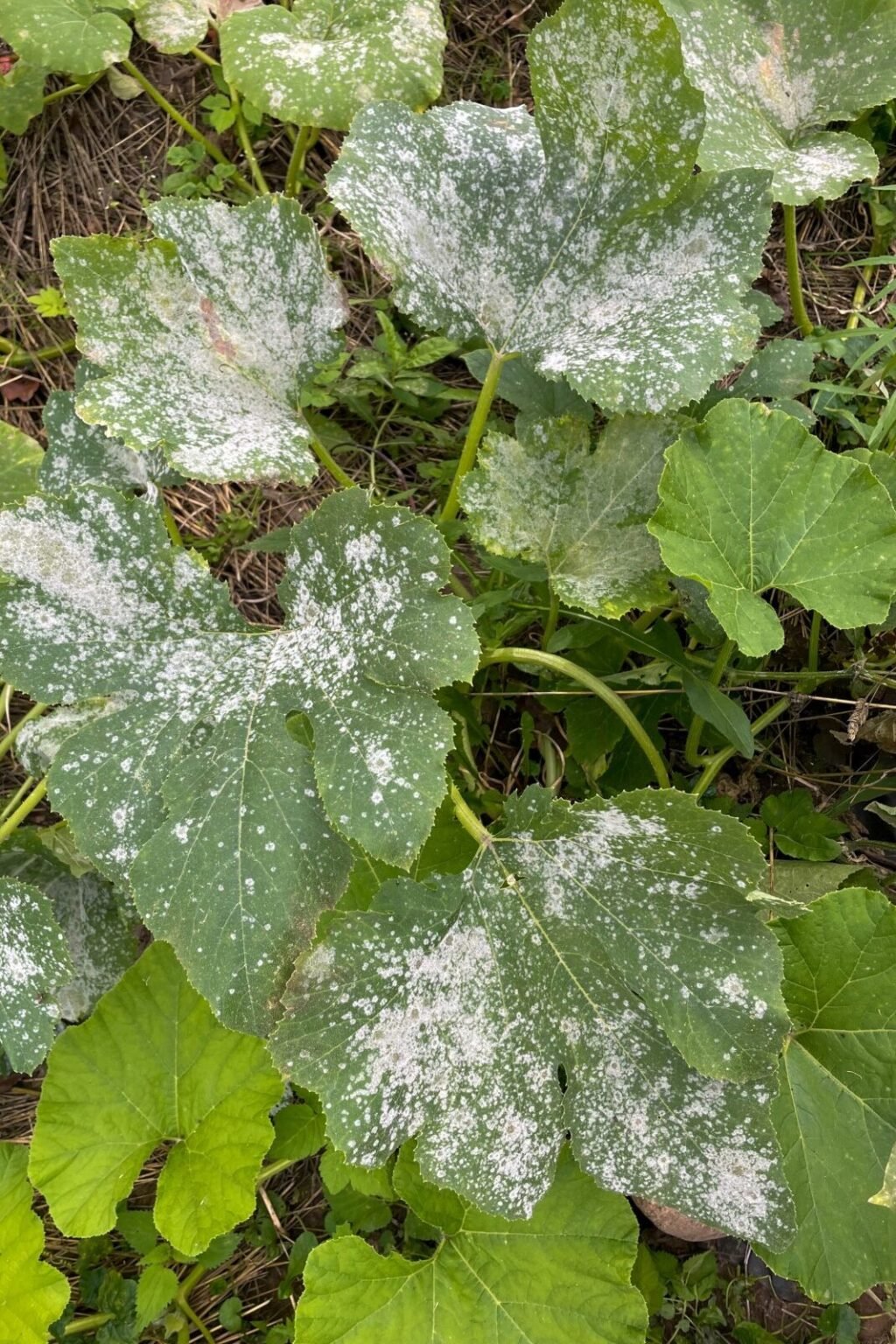 5 Things Your Zucchini Leaves Are Trying To Tell You