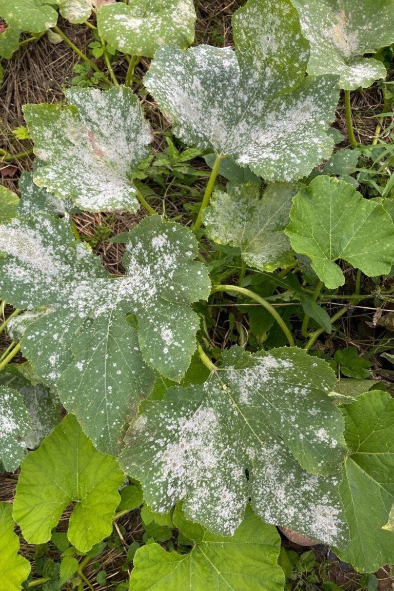5 Things Your Zucchini Leaves Are Trying To Tell You