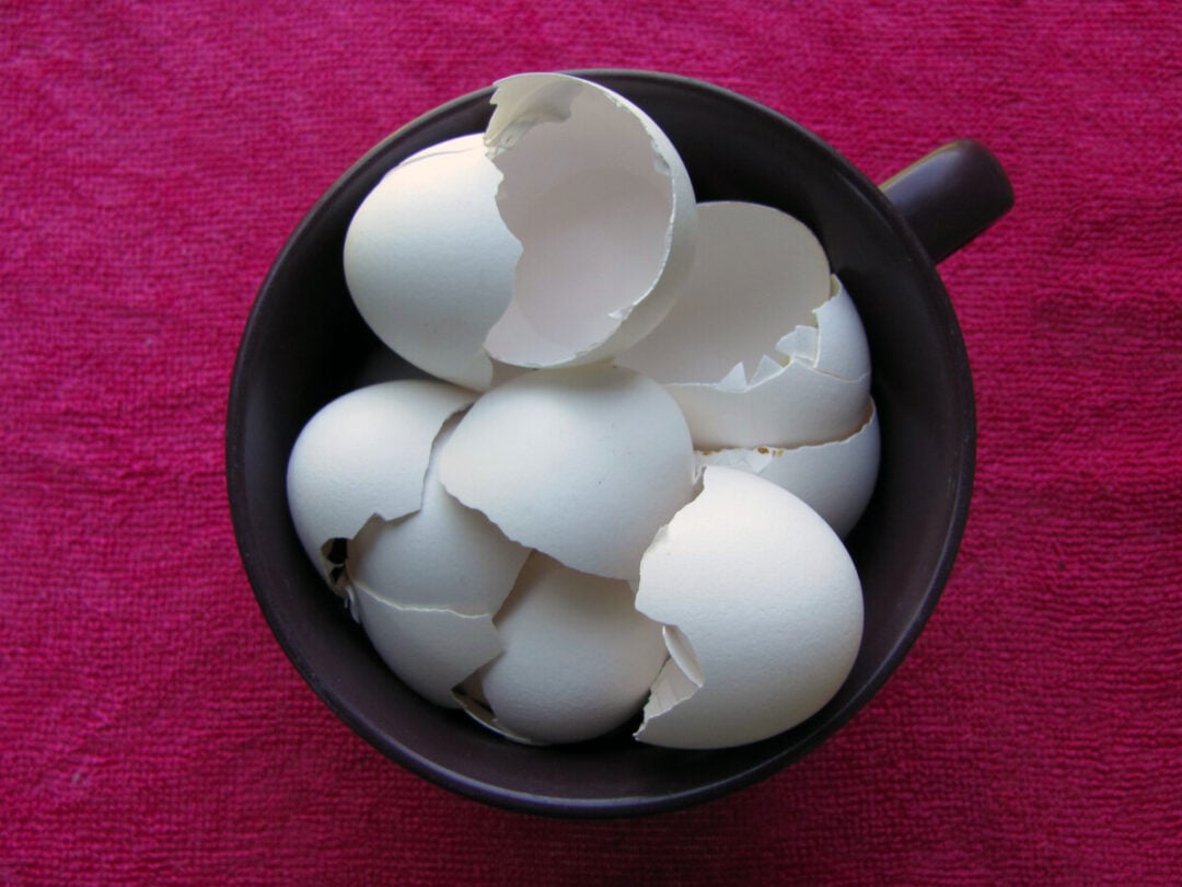 How to Make Liquid Eggshell Calcium Fertilizer
