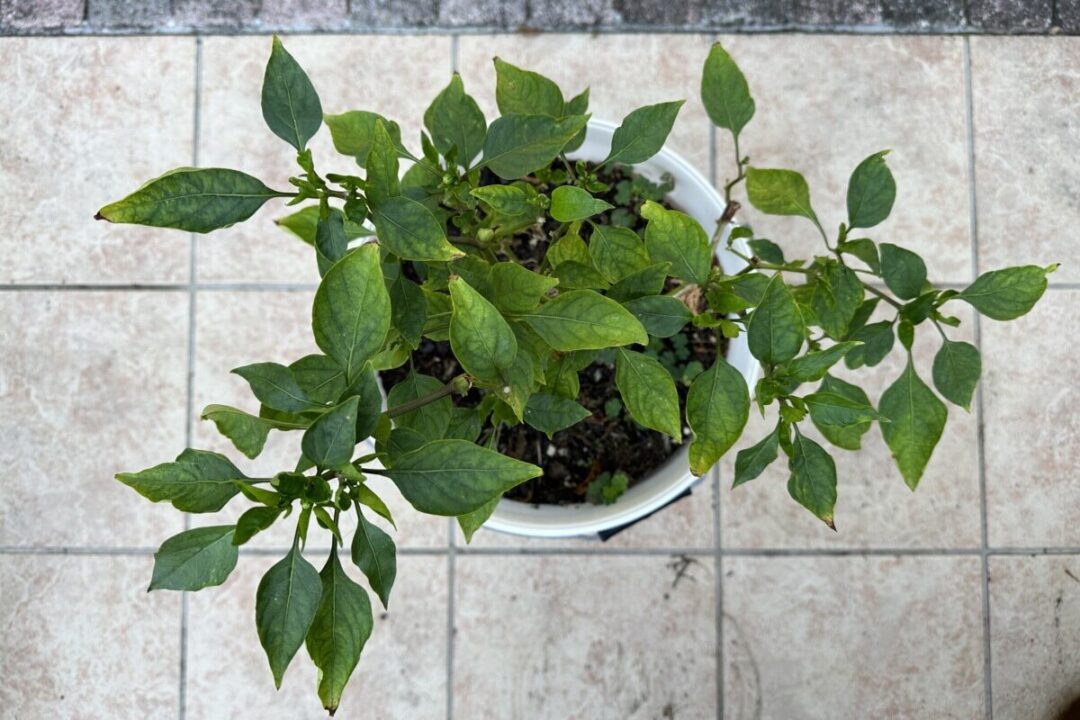 How to Overwinter Pepper Plants For Bigger Yields