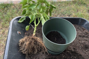 How to Overwinter Pepper Plants For Bigger Yields