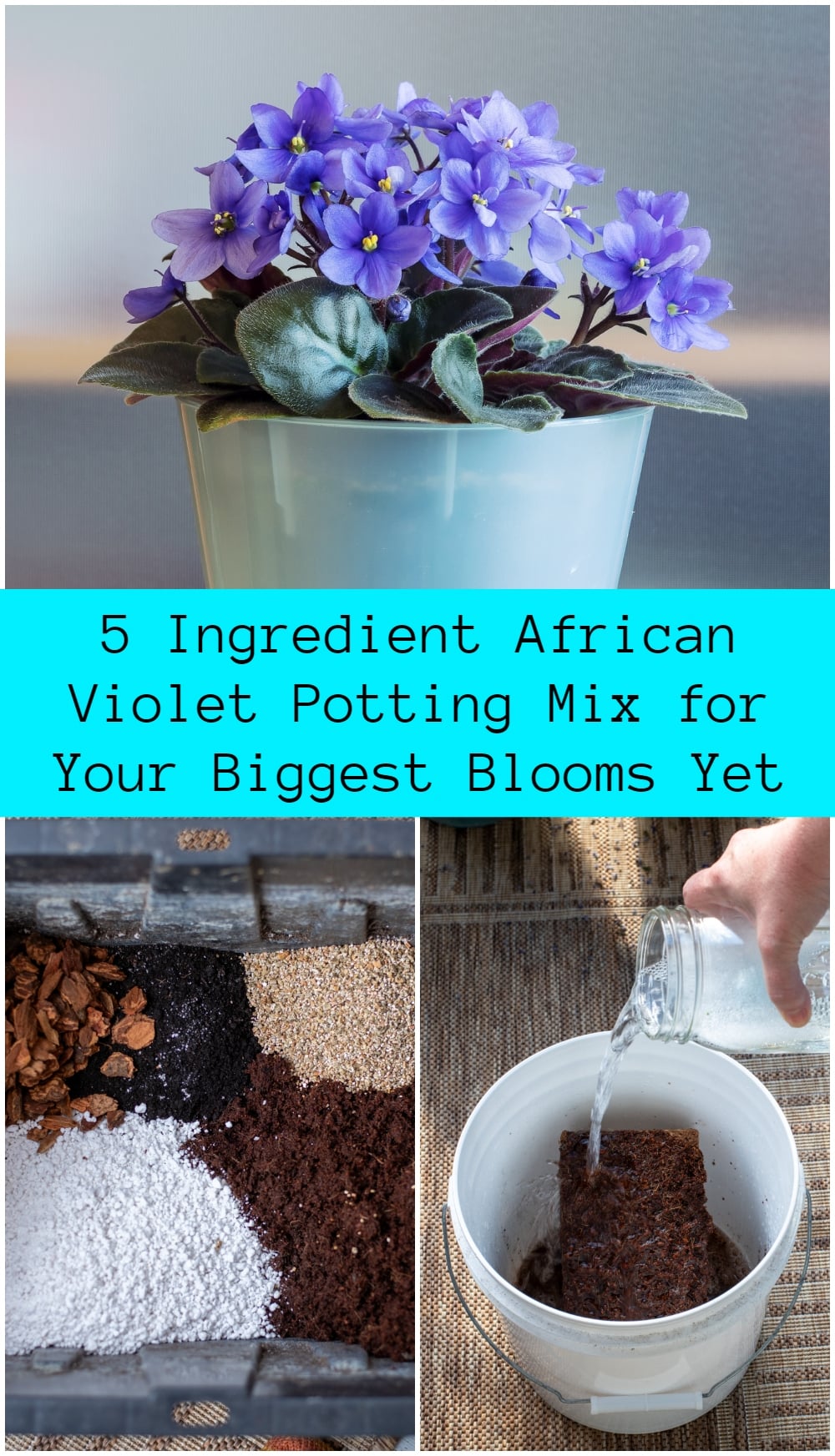 5 Ingredient African Violet Potting Mix for Your Biggest Blooms Yet