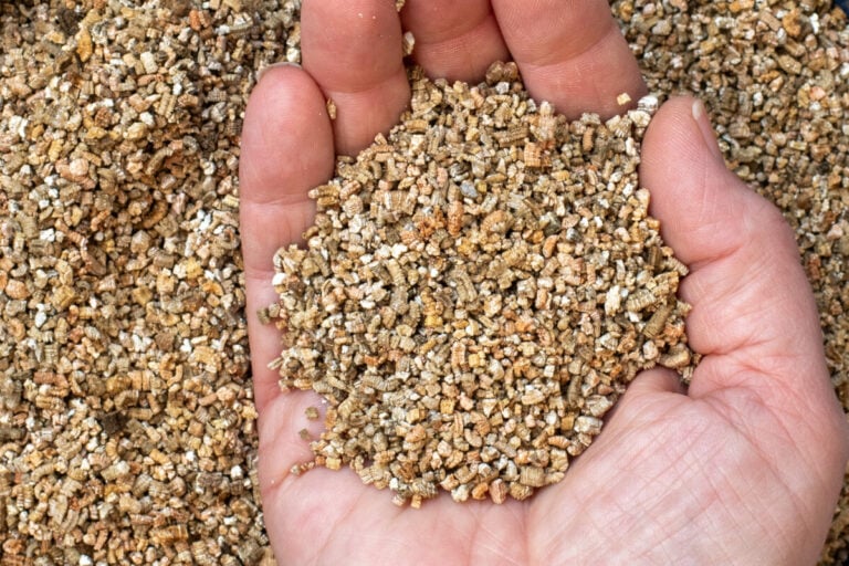 5 Ingredient African Violet Potting Mix for Your Biggest Blooms Yet