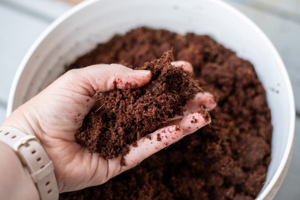 5 Ingredient African Violet Potting Mix for Your Biggest Blooms Yet