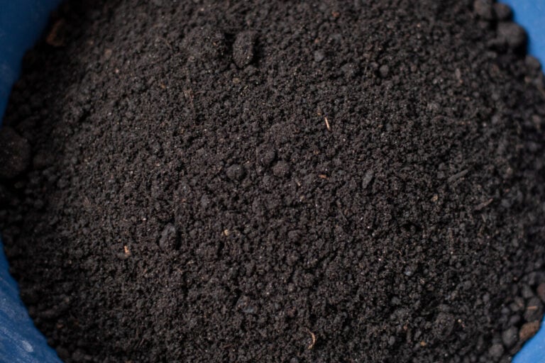 5 Ingredient African Violet Potting Mix for Your Biggest Blooms Yet