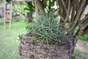 Air Plants: 10 Things You Need To Know About Growing Tillandsia