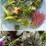 Air Plants: 10 Things You Need To Know About Growing Tillandsia
