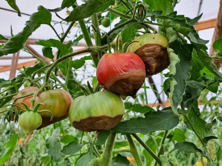 4 Signs of Calcium Deficiency in Plants & How to Fix It