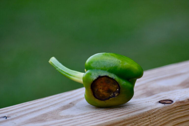 4 Signs of Calcium Deficiency in Plants & How to Fix It