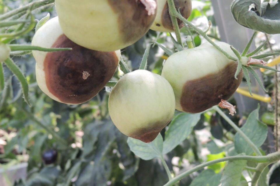 4 Signs of Calcium Deficiency in Plants & How to Fix It