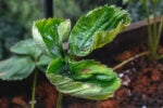 4 Signs of Calcium Deficiency in Plants & How to Fix It