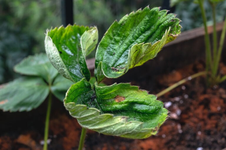 4 Signs of Calcium Deficiency in Plants & How to Fix It