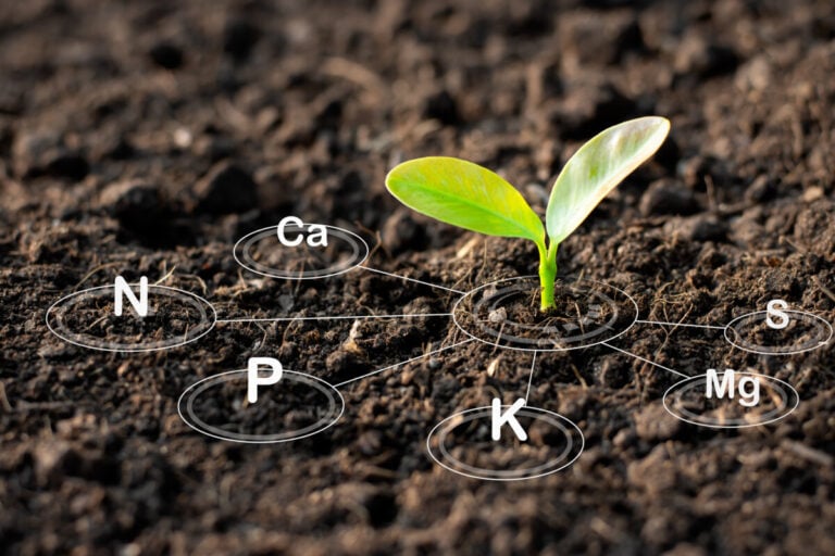 4 Signs of Calcium Deficiency in Plants & How to Fix It
