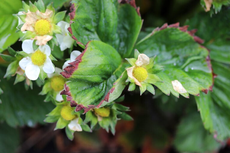 4 Signs of Calcium Deficiency in Plants & How to Fix It