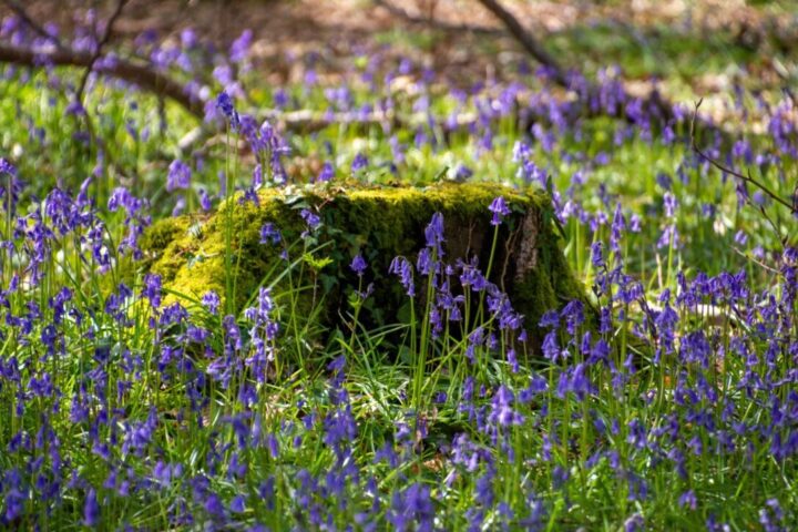 11 Deer-Resistant Flowering Bulbs to Plant this Fall