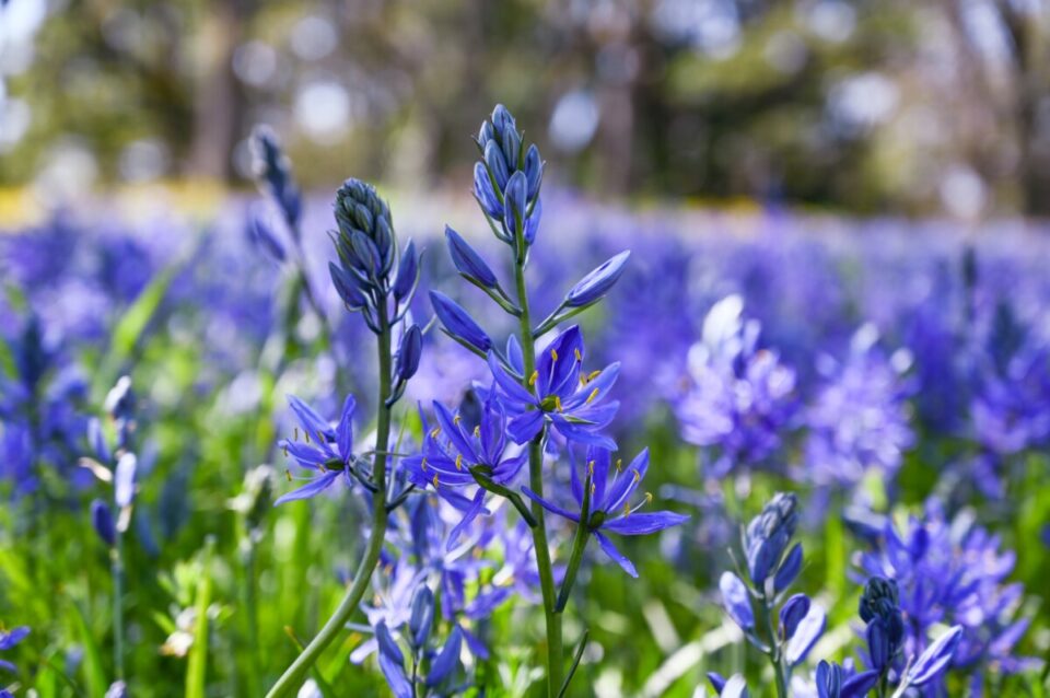 11 Deer-Resistant Flowering Bulbs to Plant this Fall