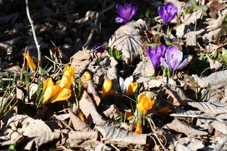 11 Deer-Resistant Flowering Bulbs to Plant this Fall