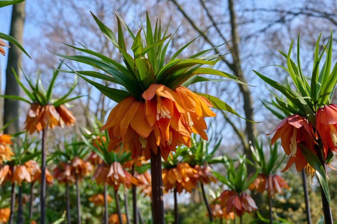 11 Deer-Resistant Flowering Bulbs to Plant this Fall