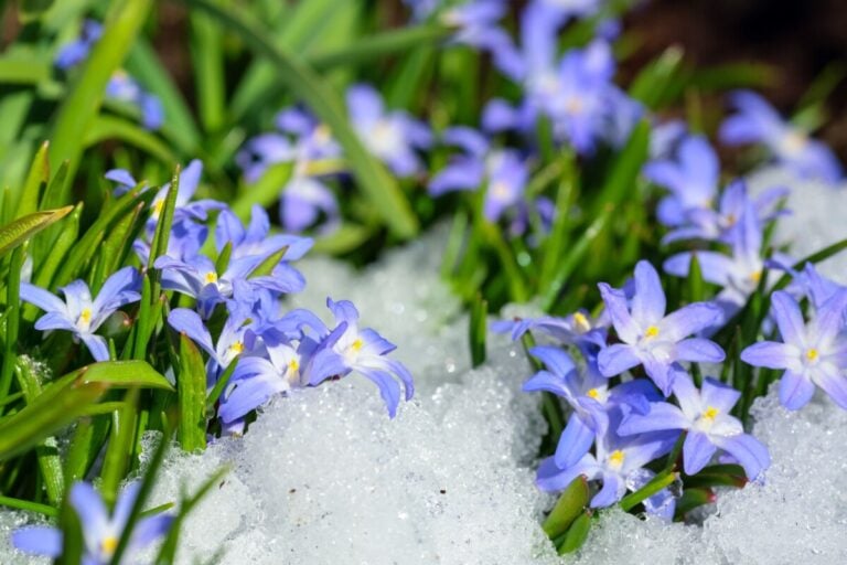 11 Deer-Resistant Flowering Bulbs to Plant this Fall