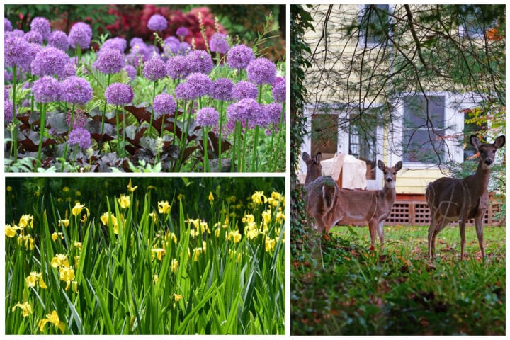 11 Deer-Resistant Flowering Bulbs to Plant this Fall