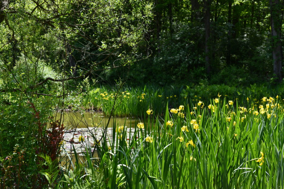 11 Deer-Resistant Flowering Bulbs to Plant this Fall