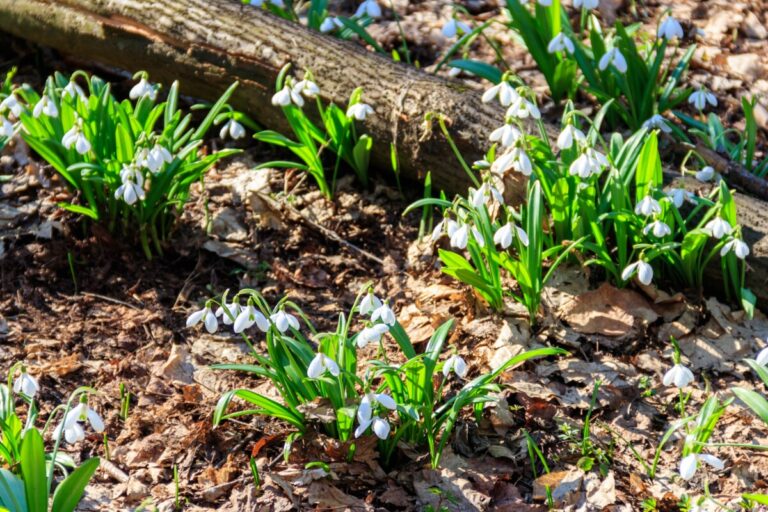 11 Deer-Resistant Flowering Bulbs to Plant this Fall