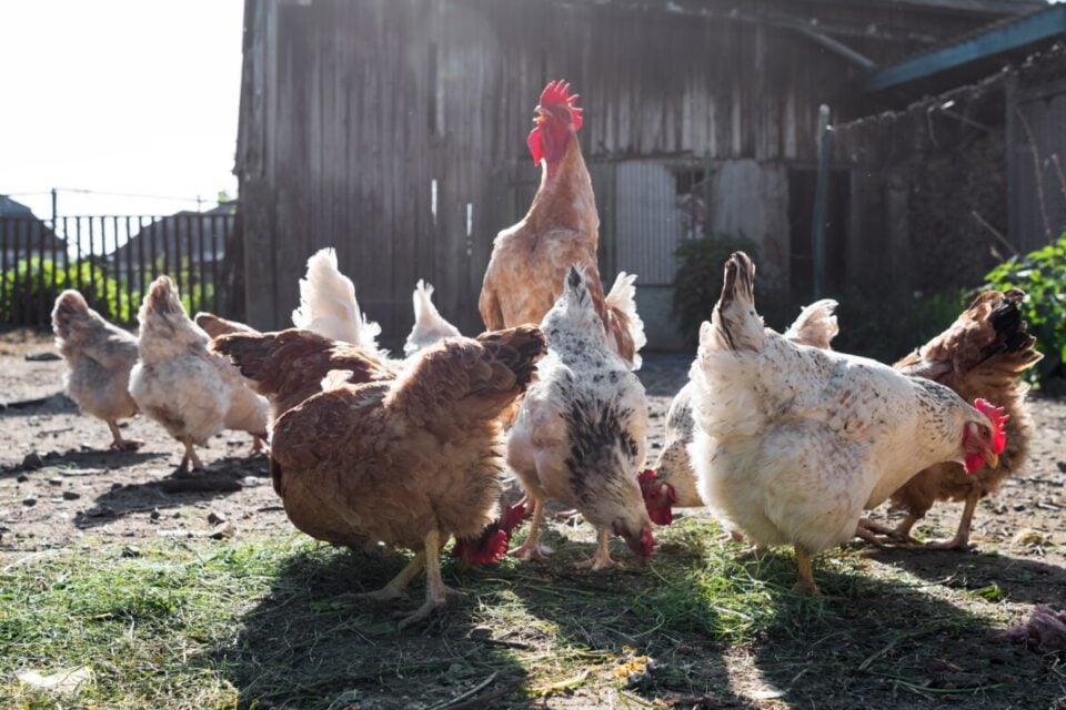 How to Grow Fodder for Chickens and Rabbits