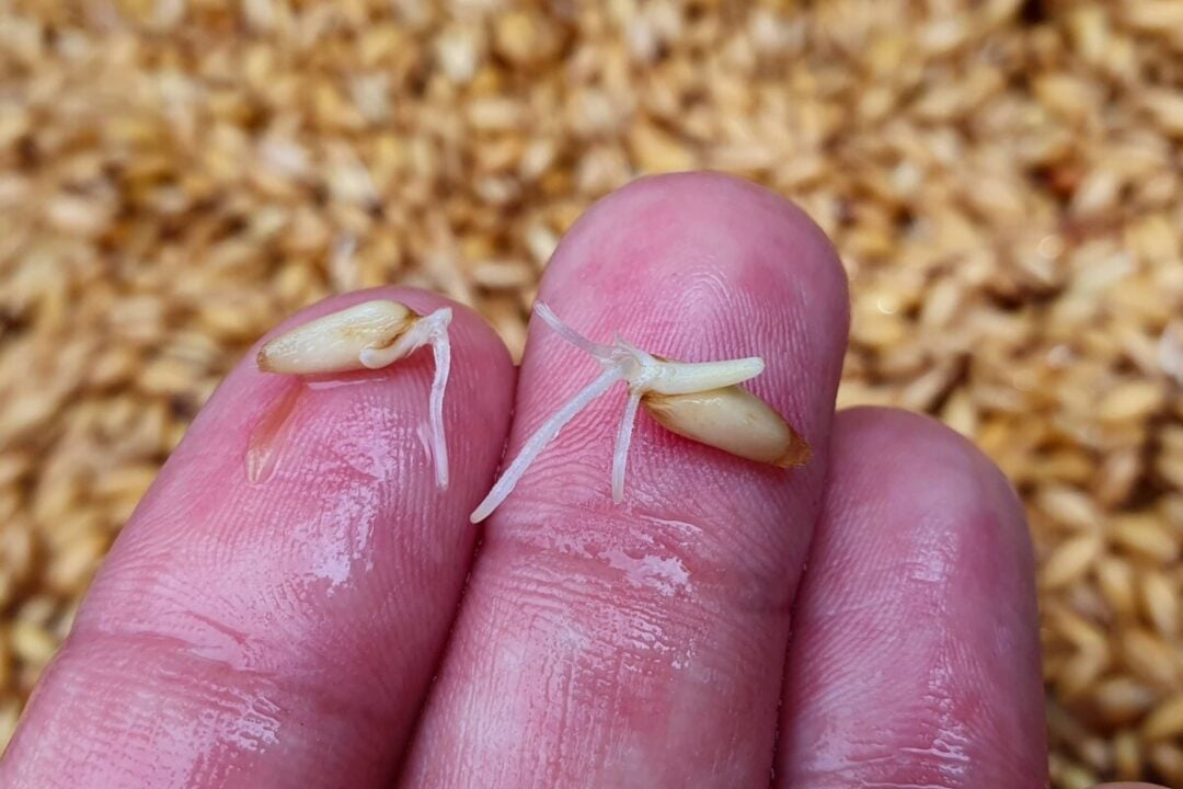 How to Grow Fodder for Chickens and Rabbits