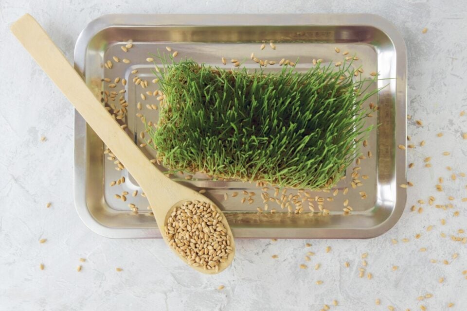 How to Grow Fodder for Chickens and Rabbits