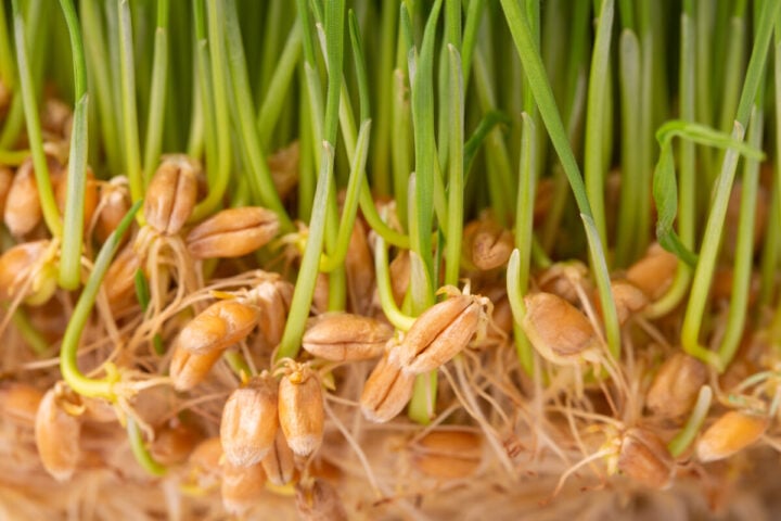How to Grow Fodder for Chickens and Rabbits