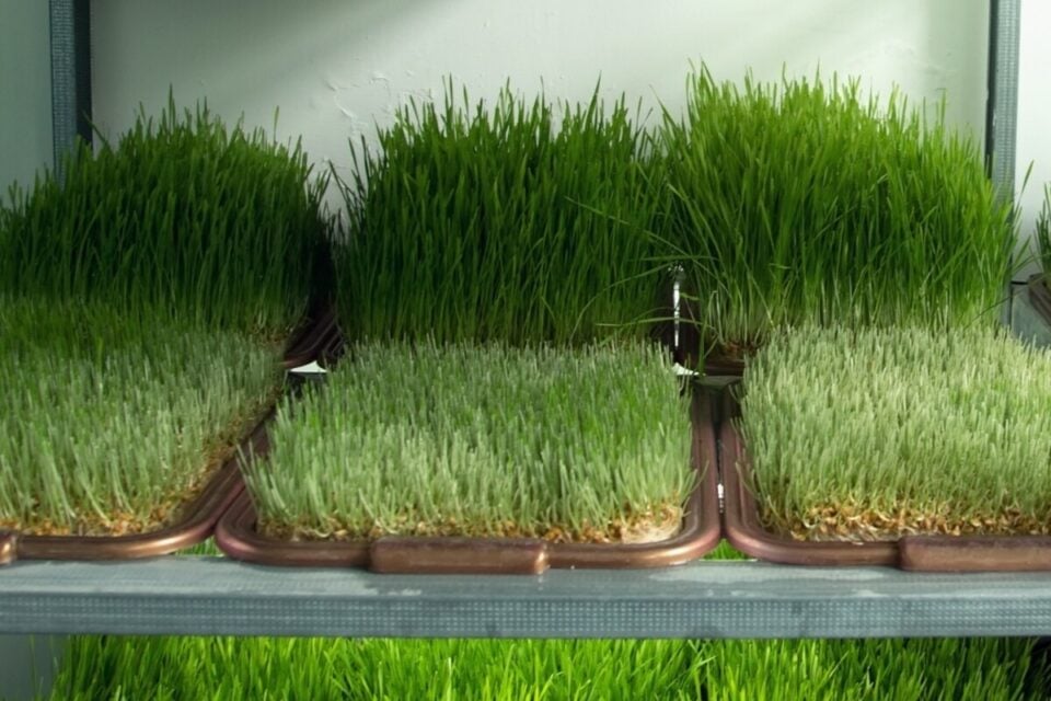 How to Grow Fodder for Chickens and Rabbits