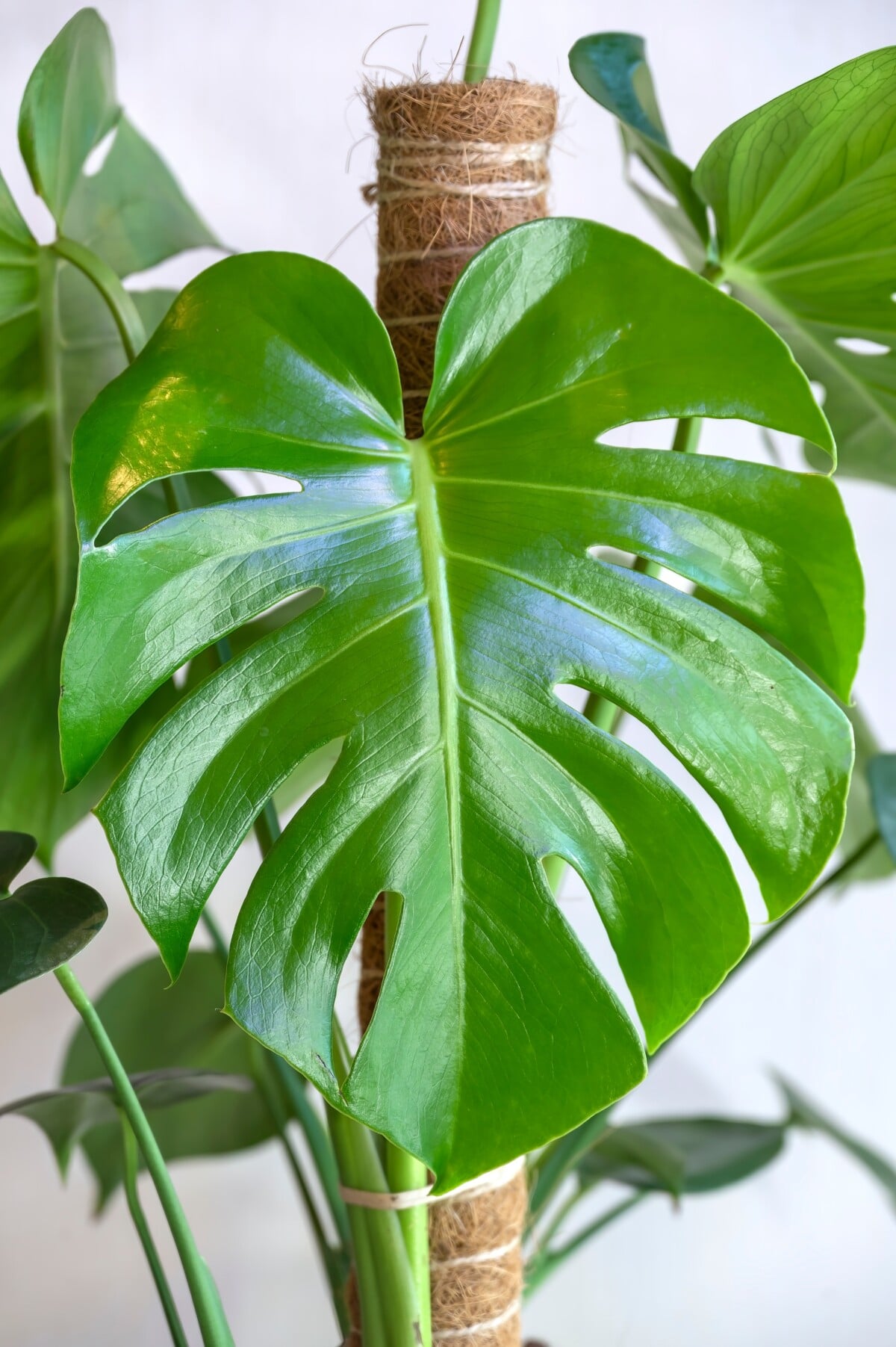7 Things Everyone with a Monstera Deliciosa Needs to Know