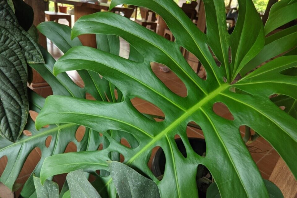 7 Things Everyone with a Monstera Deliciosa Needs to Know