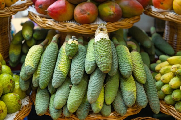 7 Things Everyone with a Monstera Deliciosa Needs to Know