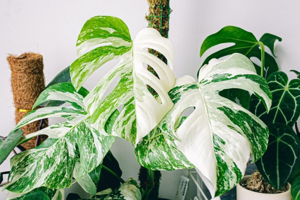 7 Things Everyone with a Monstera Deliciosa Needs to Know
