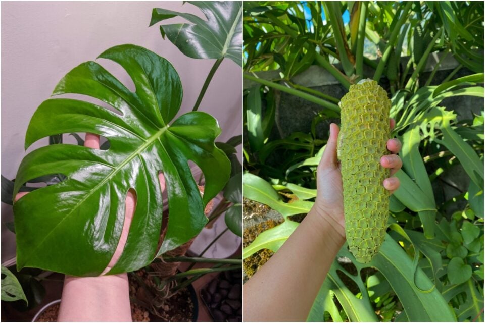7 Things Everyone with a Monstera Deliciosa Needs to Know