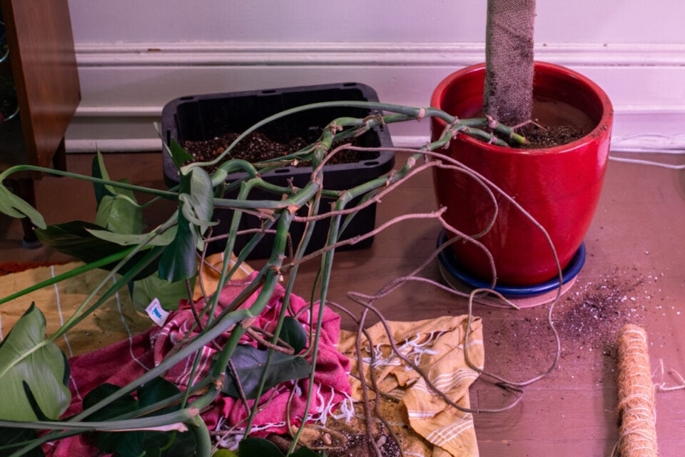 How to Repot a Staked Monstera - It's Easy