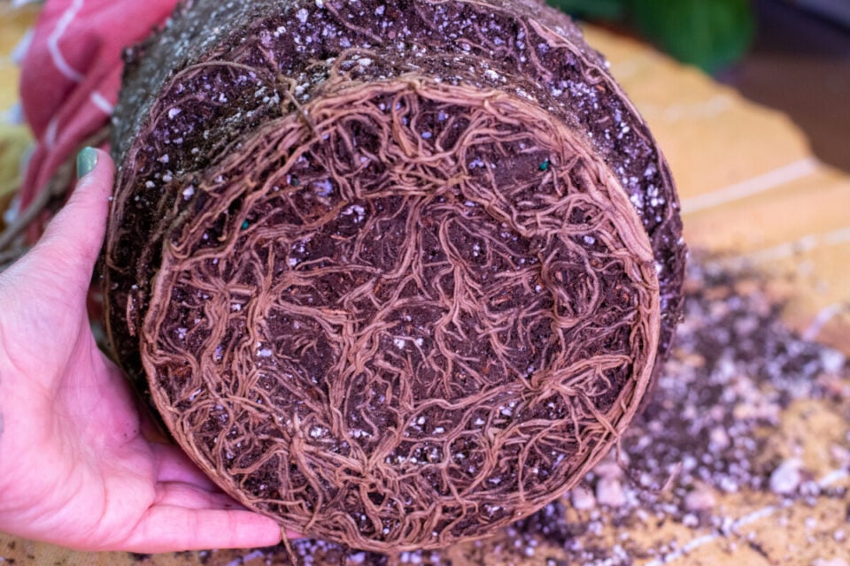 How to Repot a Staked Monstera - It's Easy