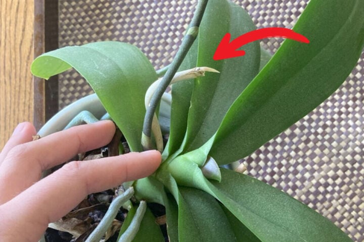 How to Get Your Orchid to Re-Bloom