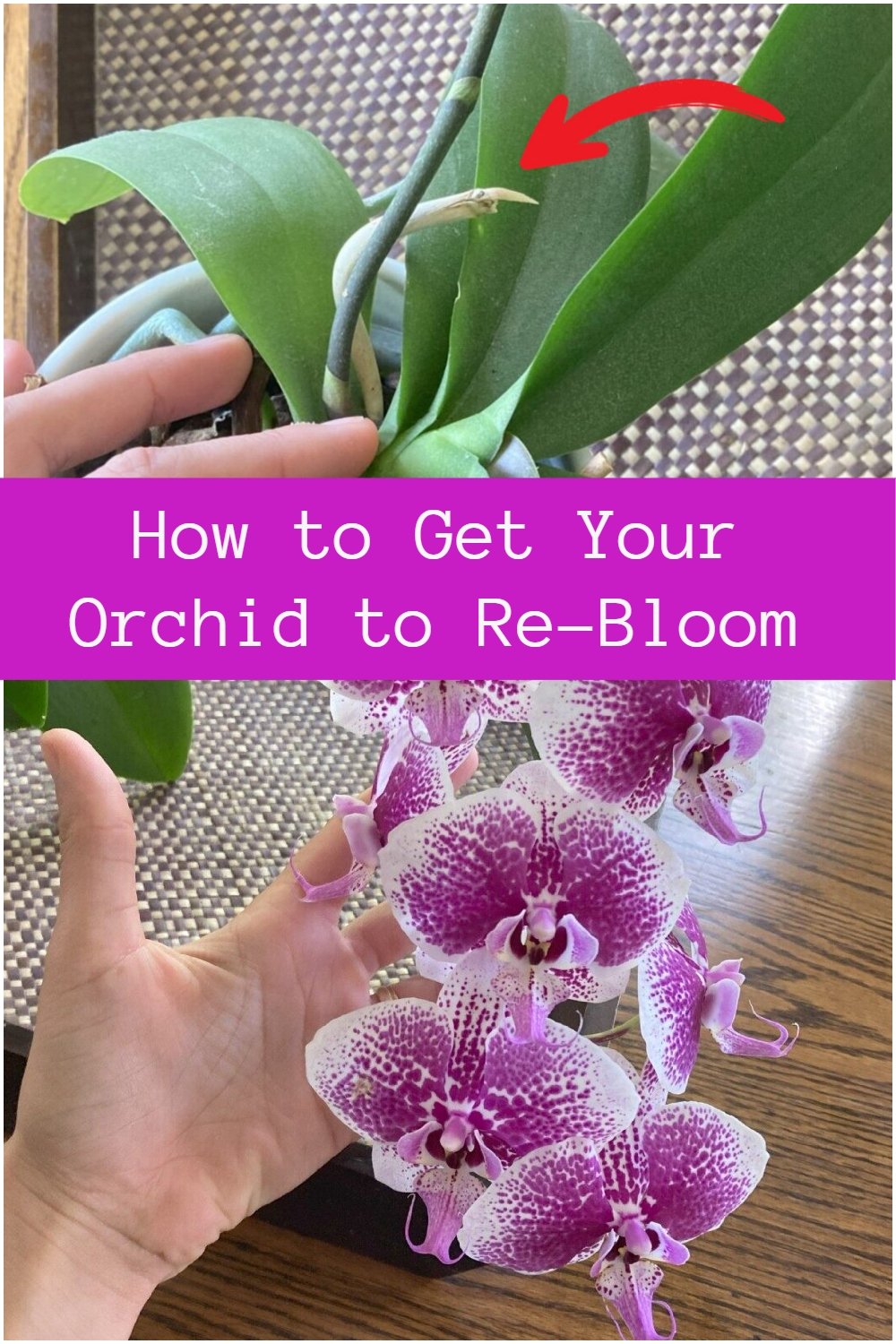 How to Get Your Orchid to Re-Bloom