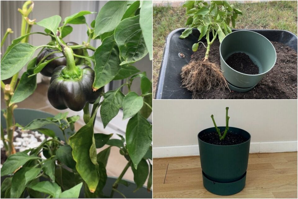 How to Overwinter Pepper Plants For Bigger Yields