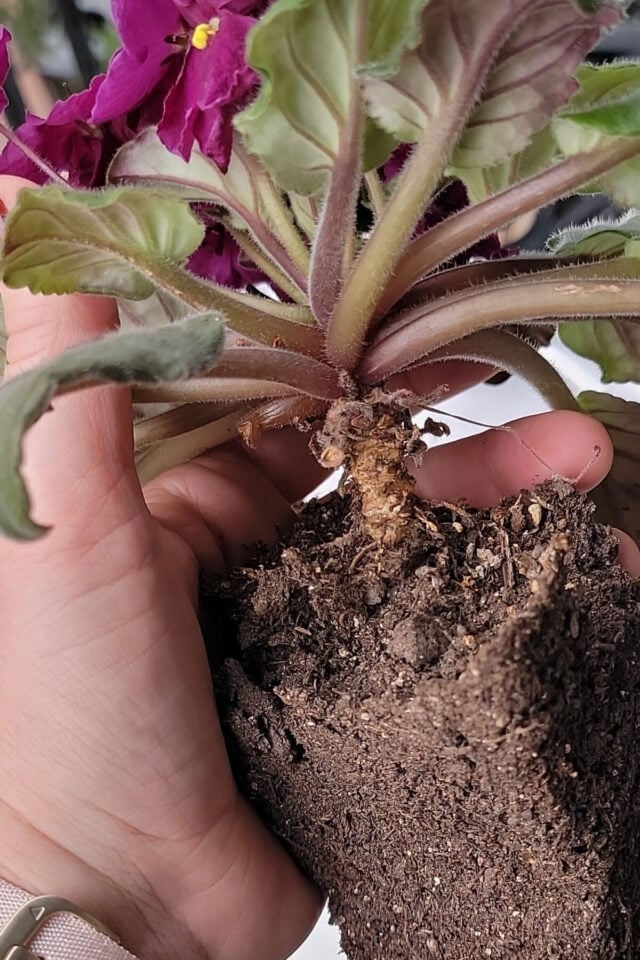 How & When to Repot African Violets & My Perfect Soil Mix