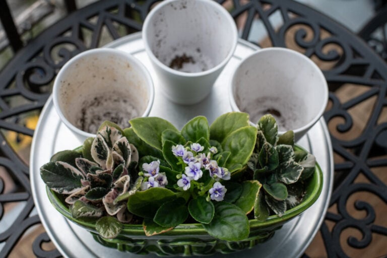 How & When to Repot African Violets & My Perfect Soil Mix